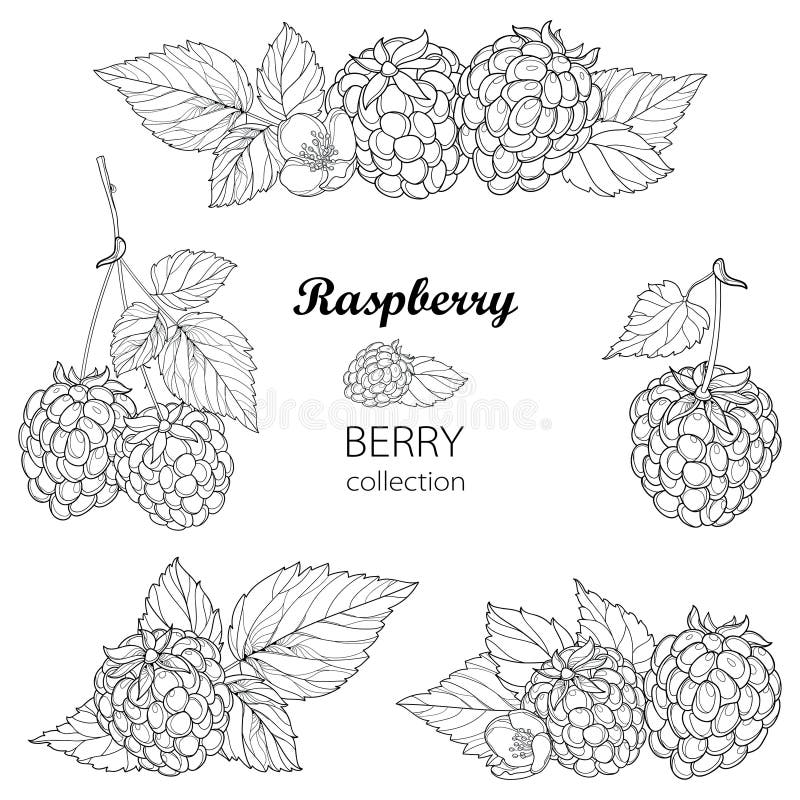 Vector Set with Outline Raspberry Bunch, Berry, Flower and Leaves in ...