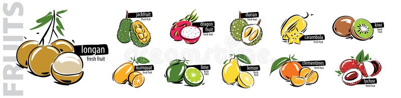Vector Set of Painted All Fruits on a White Background Stock Vector ...