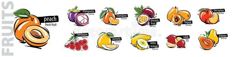 Vector Set of Painted All Fruits on a White Background Stock Vector ...