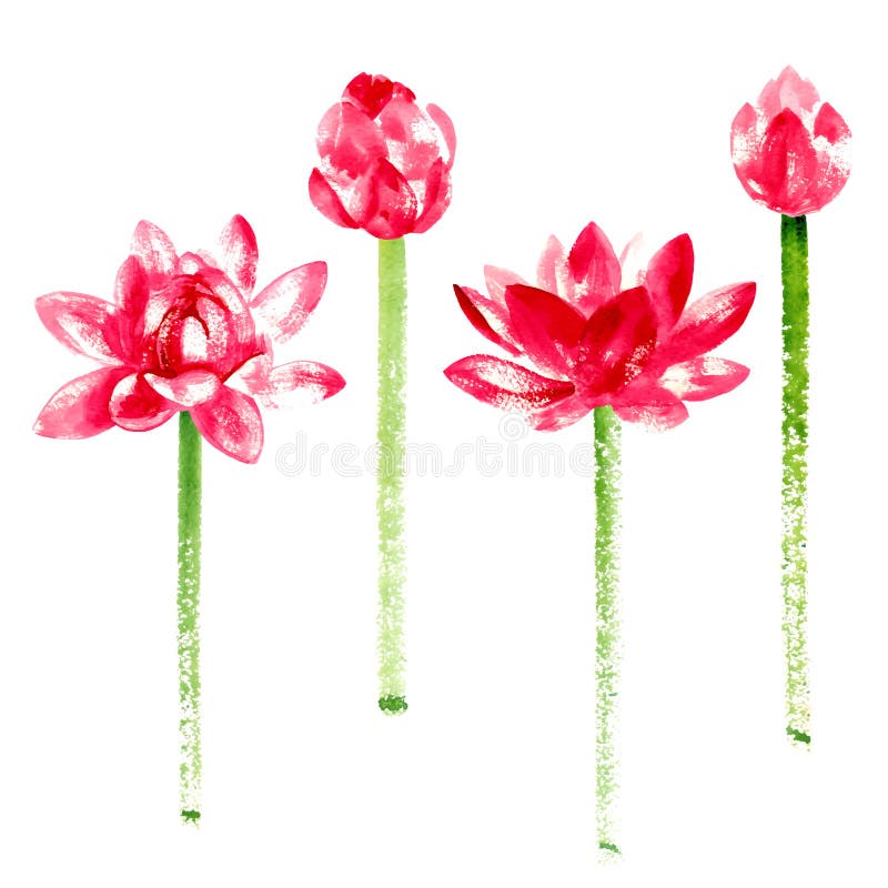 Red Lotus Watercolor Painting Stock Illustration - Illustration of ...