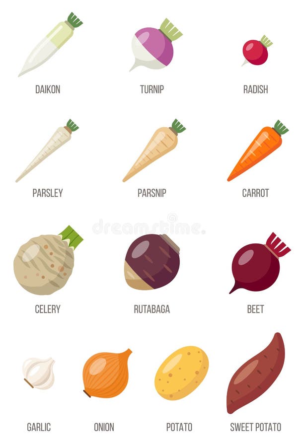 Root Vegetables. Vector Illustration. Stock Illustration - Illustration ...
