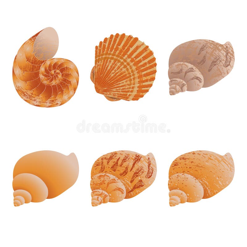 Vector Set of 6 Seashells. in Brown Tones Stock Illustration ...