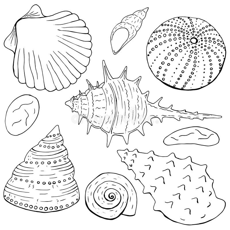 Vector Set of Seashells. Outline Drawing Stock Illustration ...