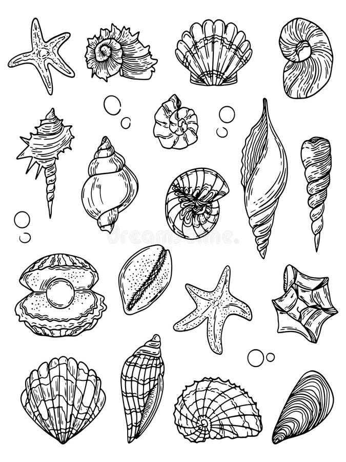 Vector Set of Seashells. Sketch of Various Molluscs of Sea Shells of ...