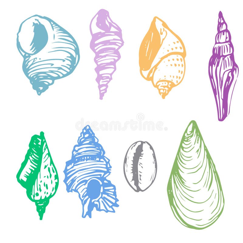 Vector set of shells stock vector. Illustration of star - 72143922