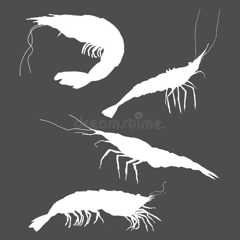 Vector Set of Shrimp Silhouettes Stock Vector - Illustration of shape ...