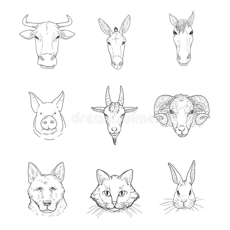 Vector Set of Sketch Farm Animals Heads Stock Vector - Illustration of ...