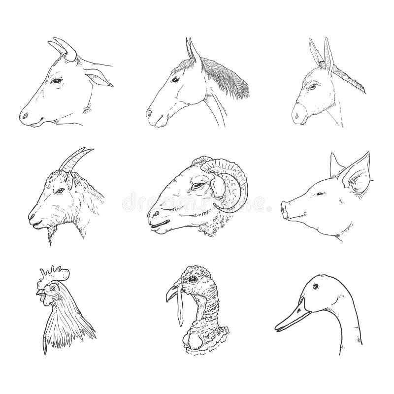 Vector Set of Sketch Farm Animals Heads Stock Vector - Illustration of ...