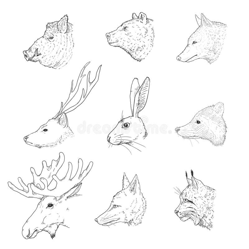 Vector Set of Sketch Forest Animals Heads Stock Vector - Illustration ...
