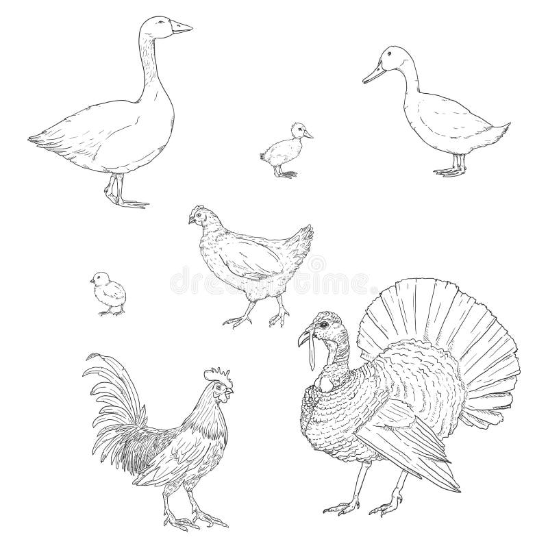 Vector Set of Sketch Poultry Stock Vector - Illustration of poultry ...