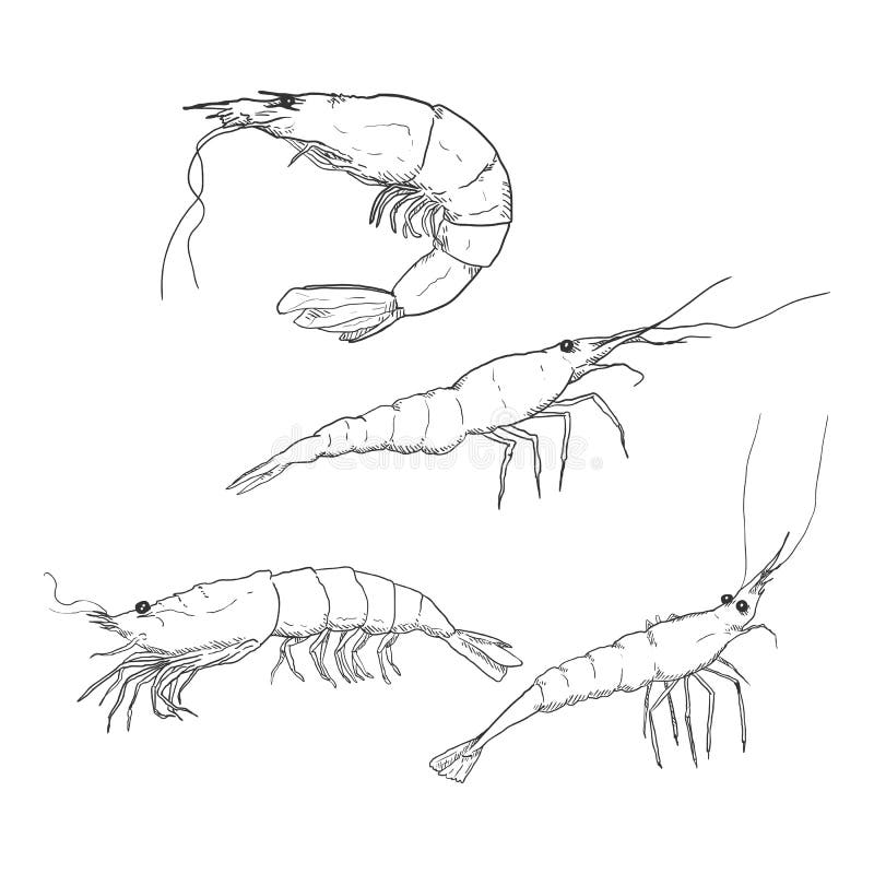 Vector Set of Sketch Shrimps and Prawns Stock Vector - Illustration of ...