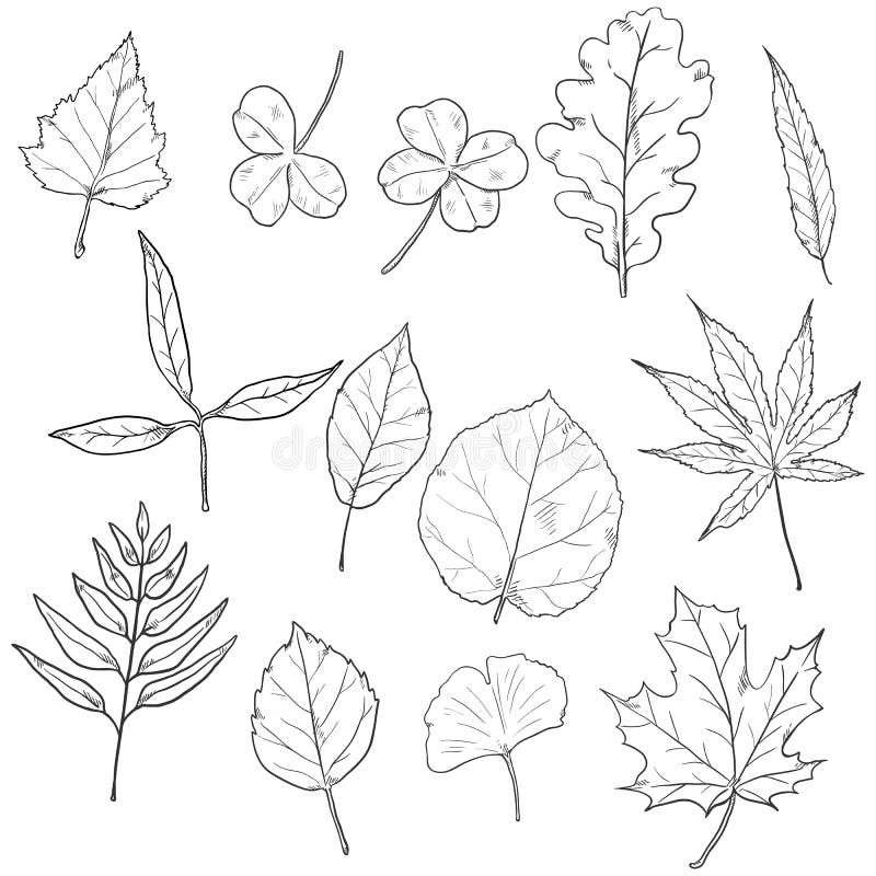Different Types Of Leaves Drawing Six Leaves From Six Different