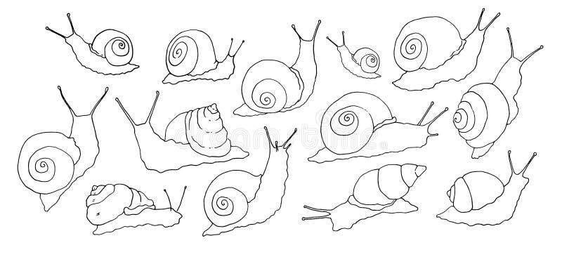 Vector Set of Snails. the Collection is a Hand-drawn Snail with a ...