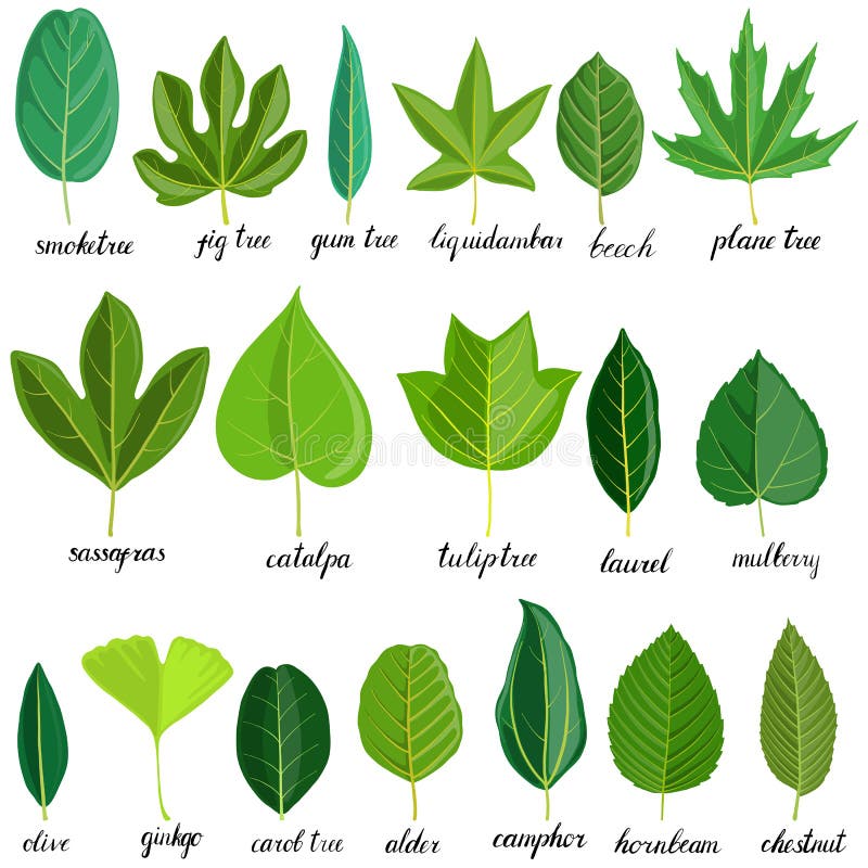 Collage from Green Leaves of Trees with Names Stock Photo - Image of ...