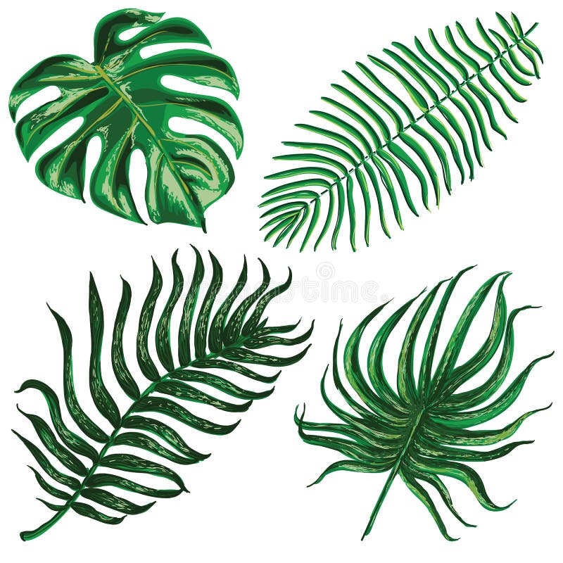 Exotic Flower Leafs Stock Illustrations – 2,068 Exotic Flower Leafs ...