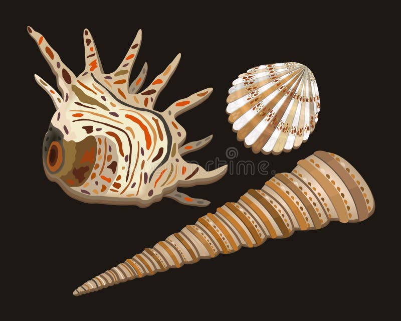 Usual Seashells Stock Illustrations – 7 Usual Seashells Stock ...