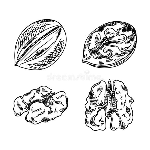 Vector Set of Walnuts. Sketch of a Walnut in a Shell, a Cracked Walnut ...