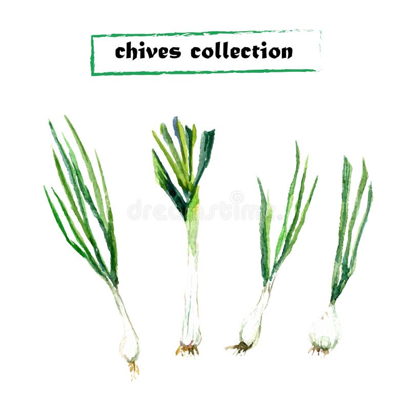Vector Set of Watercolor Chives Elements. Stock Vector - Illustration ...