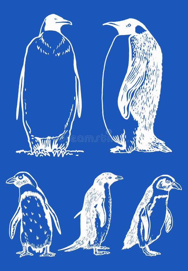 Vector Set of White Penguins on Blue Color Background, Penguins ...