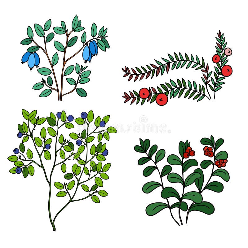 Vector Set of Wild Berries. Stock Vector - Illustration of forrest ...