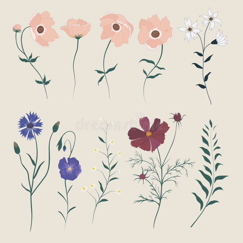 Vector Set with Wild Flowers. Stock Vector - Illustration of ...
