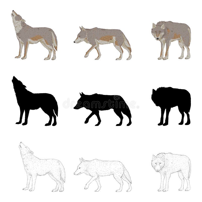 Silhouette of Two Wolves. the Wolf Family Stock Vector - Illustration ...