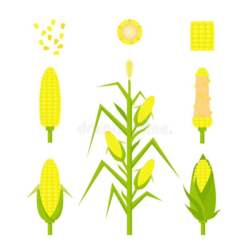 Vector Set Yellow Corn in Flat Style Isolated on White Background. Ripe ...