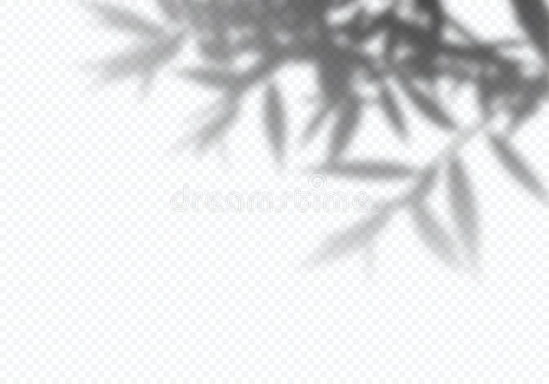 Vector Shadow of Tree Leaves. Decorative Design Element for ...