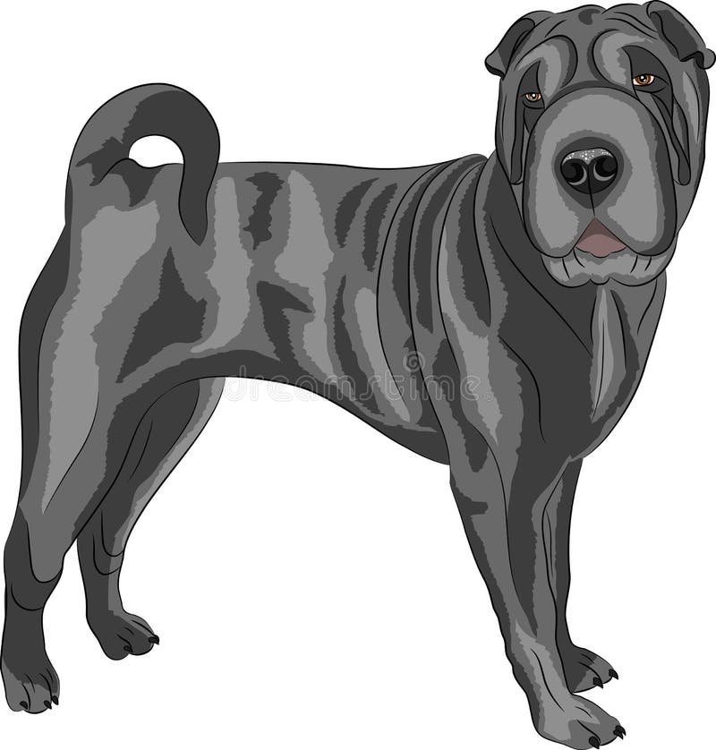 Shar Pei Dog Stock Illustrations – 350 Shar Pei Dog Stock Illustrations ...