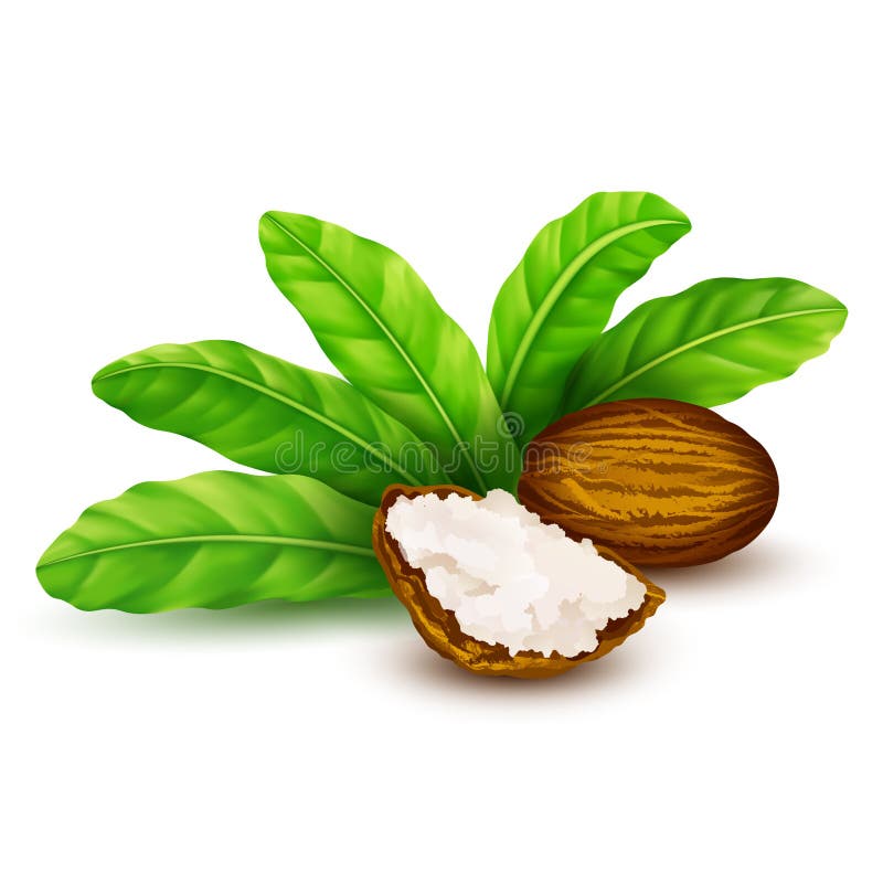 Shea Nuts with Leaves in Vector Stock Vector - Illustration of butter ...