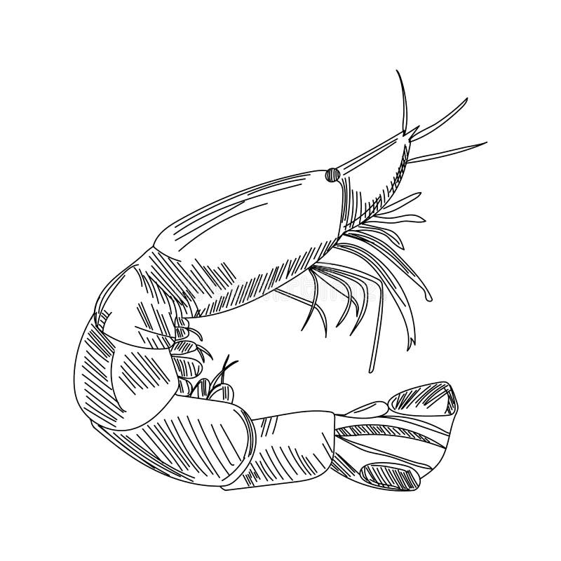 Shrimp Doodle Hand Drawn Illustration Stock Vector - Illustration of ...