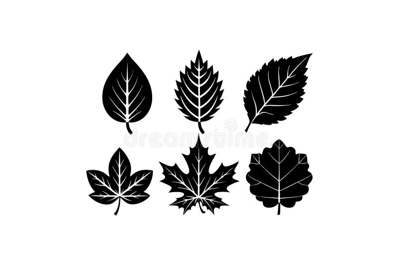 6 Vector Silhouette Leaf Icons Set Maple, Oak, Birch, Elm, Ash, Beech ...