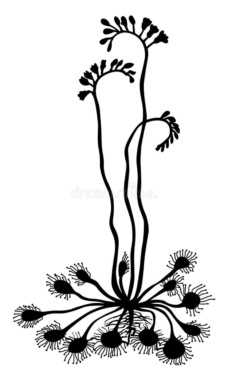 Sundew Silhouette Stock Illustrations – 7 Sundew Silhouette Stock ...