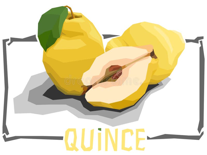 Vector Simple Illustration of Fruit Quinces. Stock Vector ...