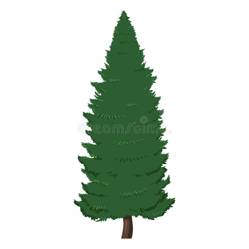 Vector Single Cartoon Pine Tree on White Background Stock Vector ...