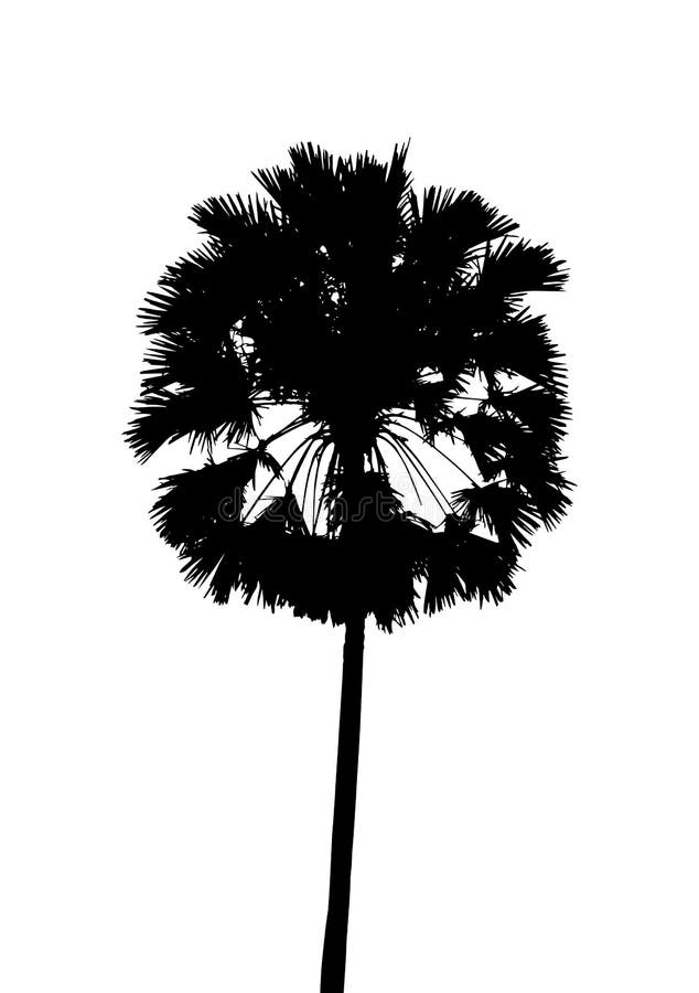 Vector Single Palm Tree Isolated Stock Vector - Illustration of shape ...