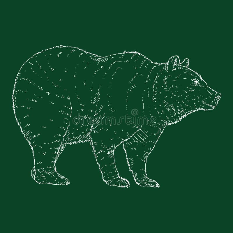 Vector Sketch Bear. Side View Hand Drawn Illustration Stock ...
