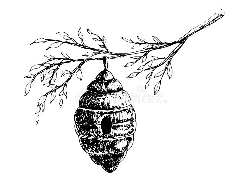 Vector Sketch of Bee Hive with Branch of Tree Stock Vector ... Vector Sketch of Bee Hive with Branch of Tree Stock Vector ...