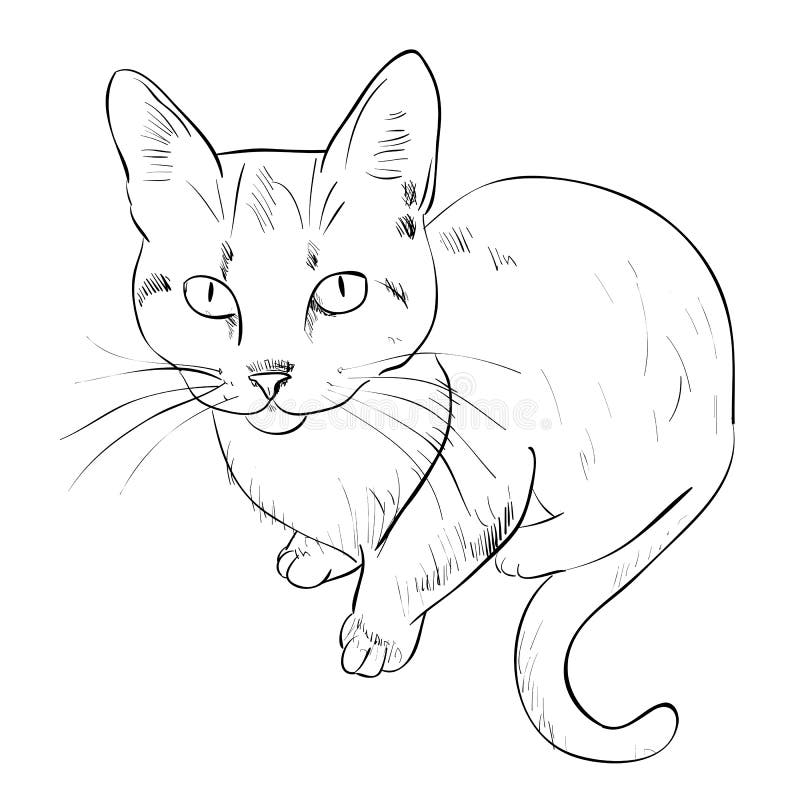 Vector sketch of cat. stock vector. Illustration of artwork - 98571714