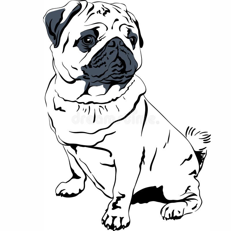 Vector Sketch Dog Pug Breed Hand Drawing Vector Stock Vector ...
