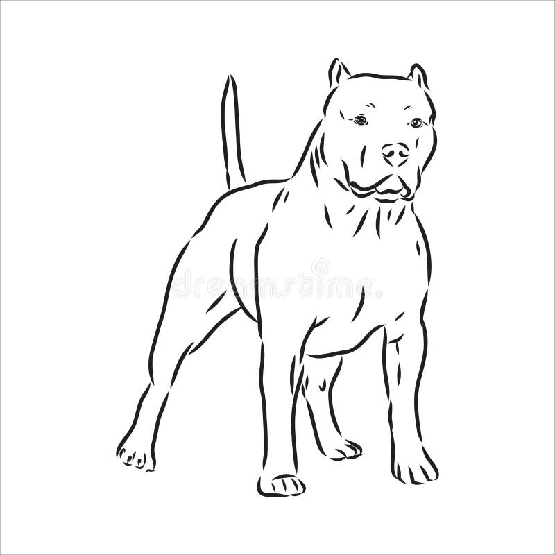 Vector Sketch Drawing Pitbull Barking Pit Bull Terrier Dog Vector Stock ...