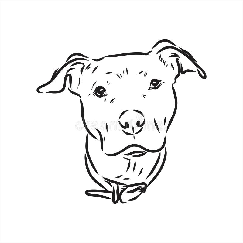 How To Draw A Pitbull Face Step By Step