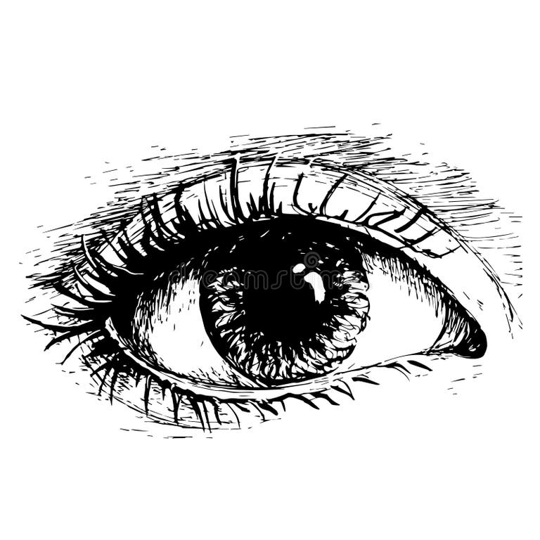 Iris Line Drawing Stock Illustrations – 2,988 Iris Line Drawing Stock ...