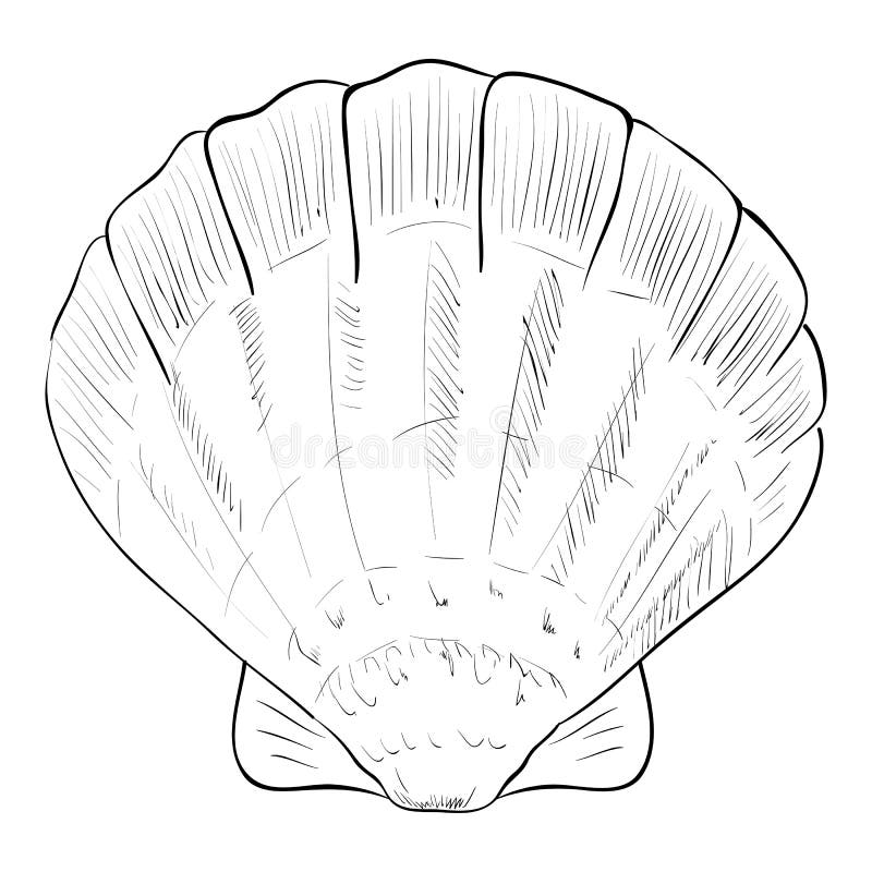 Sketch of a sea shell stock illustration. Illustration of sketch - 43007087