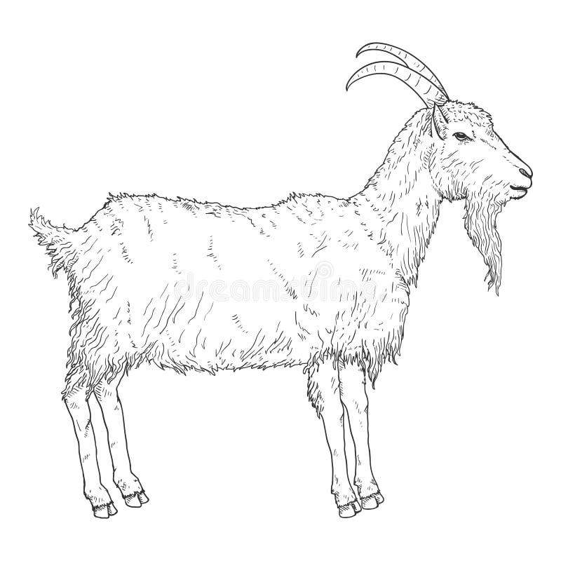 Vector Sketch Goat. Side View Illustration Stock Vector - Illustration ...