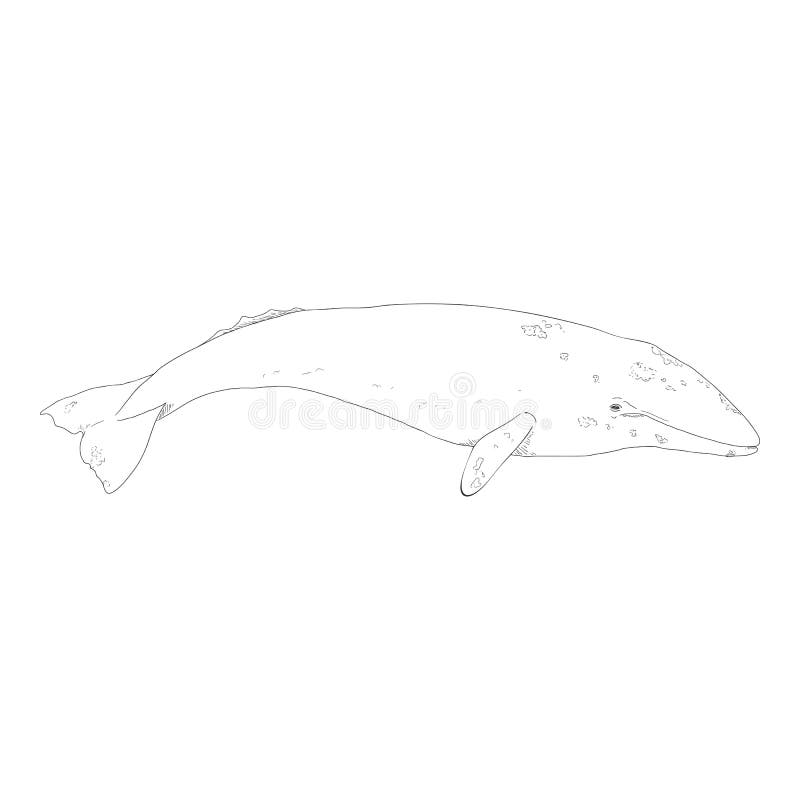 Gray Whale Drawing Stock Illustrations – 322 Gray Whale Drawing Stock ...