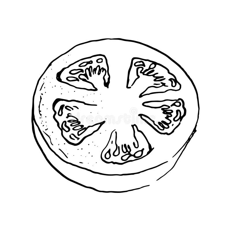Vector Sketch of a Half of Tomato. Gorizontal Cut Stock Illustration ...
