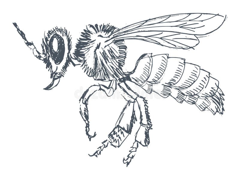 Ordinary bee, side view stock illustration. Illustration of sketch ...