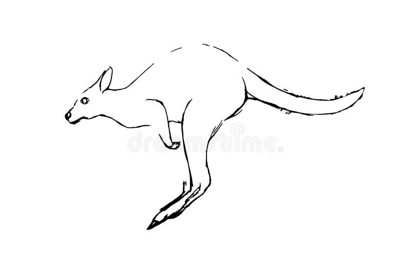 Hand Drawn Illustration of Kangaroo Stock Vector - Illustration of ...