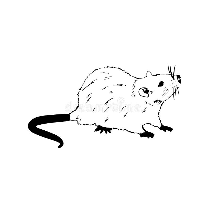 Vector Sketch Hand Drawn Silhouette of a Mouse, Line Art Stock Vector ...
